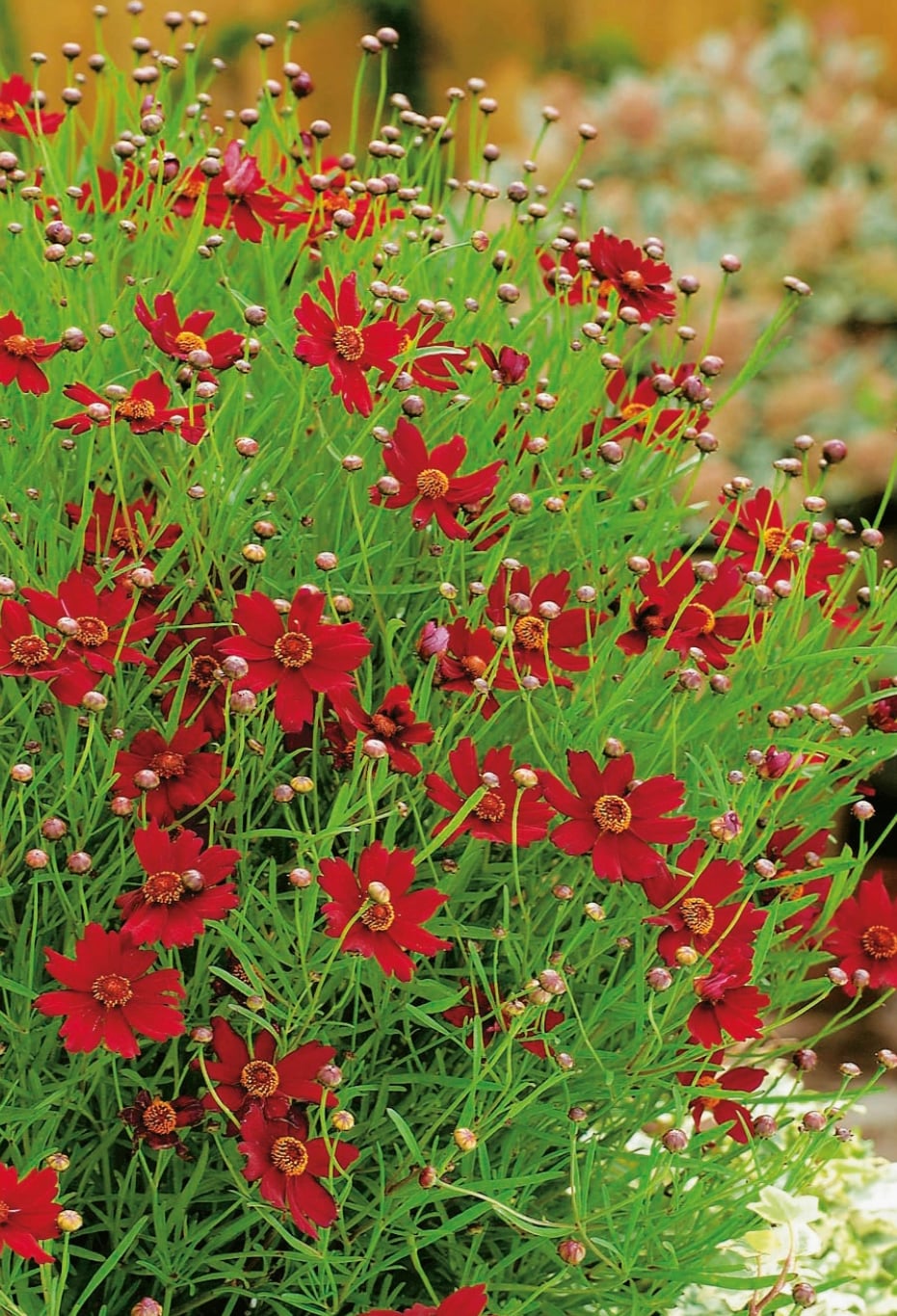 Keskenylevelű menyecskeszem (Coreopsis verticillata 'Ruby Red') - Mesi ...
