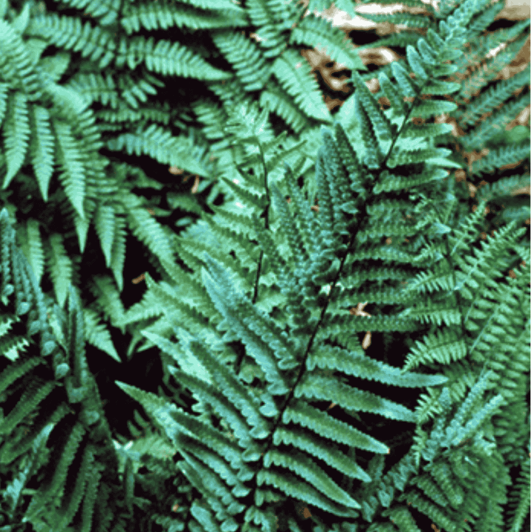 Tokiói vesepáfrány – Dryopteris nagytermetű páfrány - Mesi Virágoskertje