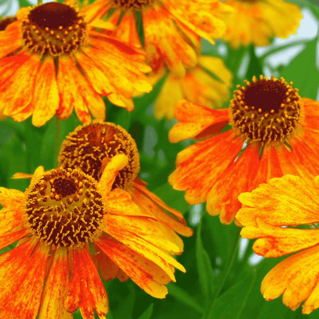 Őszi napfényvirág - Helenium 'Mardi Gras' - Mesi Virágoskertje