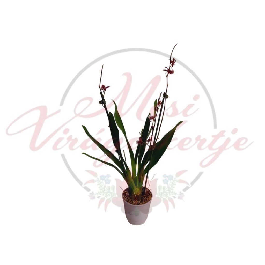 Cambria orchidea – apróvirágú színpompás hibrid - Mesi Virágoskertje
