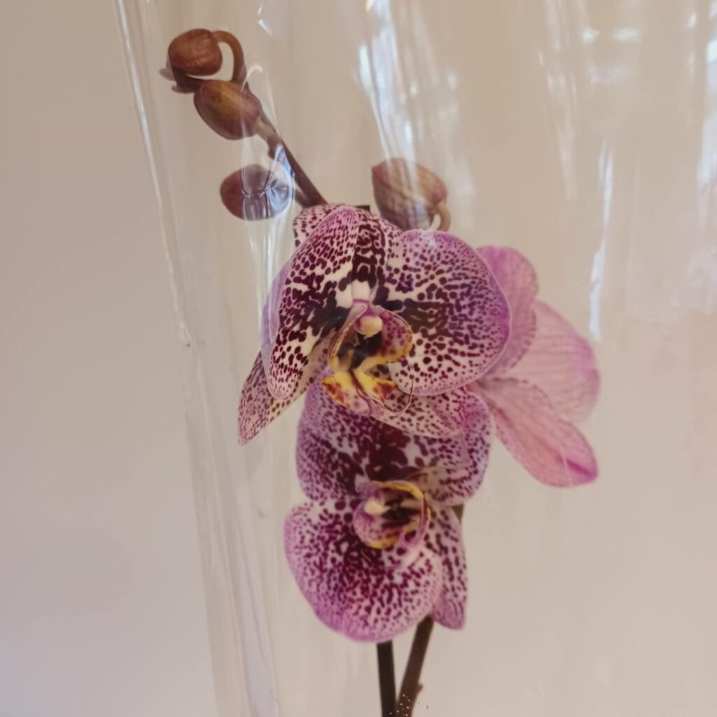 Cirmos lila orchidea – Phalaenopsis hybrid különleges mintával - Mesi ...