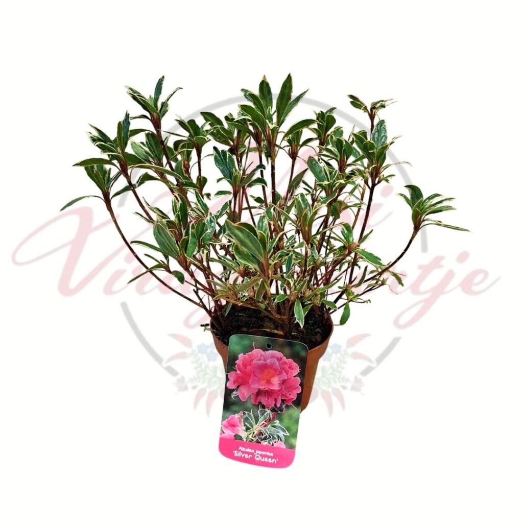 Japán azálea – Azalea japonica ‘Silver Queen’ tarka levelű cserje ...